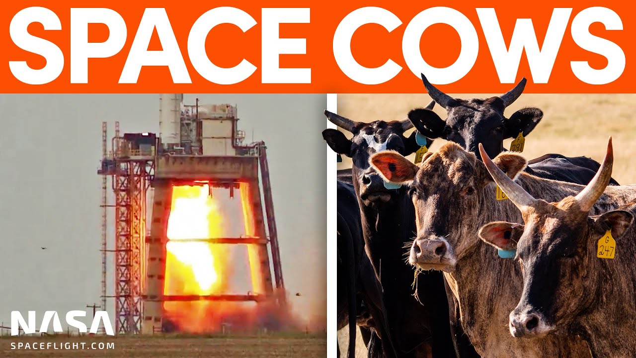 SpaceX Cows Watch Raptor Engines Explode - YouTube
