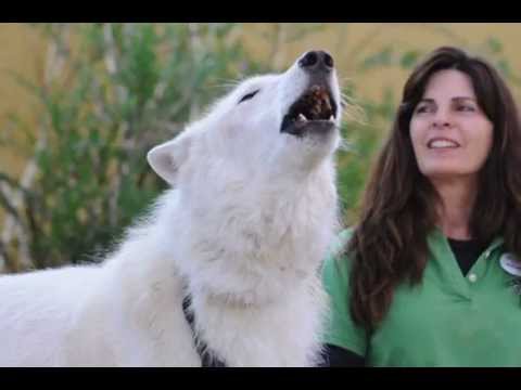 Kenai the Wolf Howling - YouTube