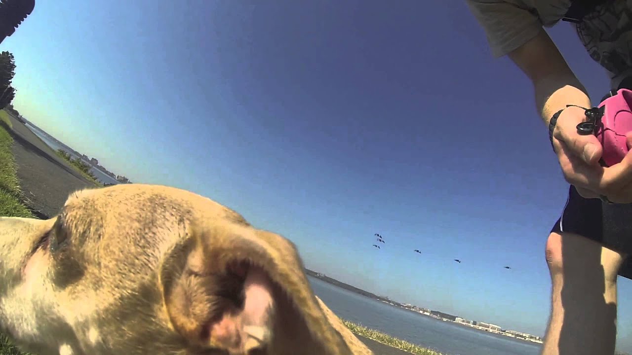 GoPro dogs - YouTube