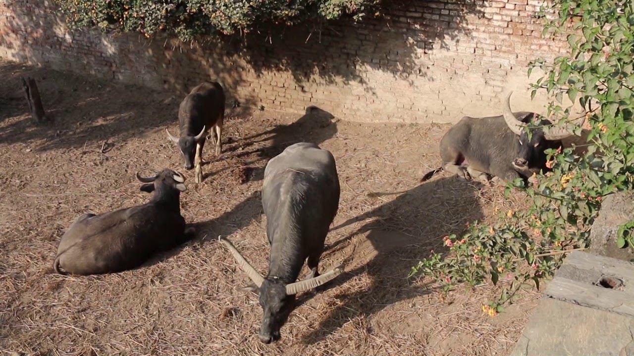 A to Z Animal in Central Zoo Nepal - YouTube