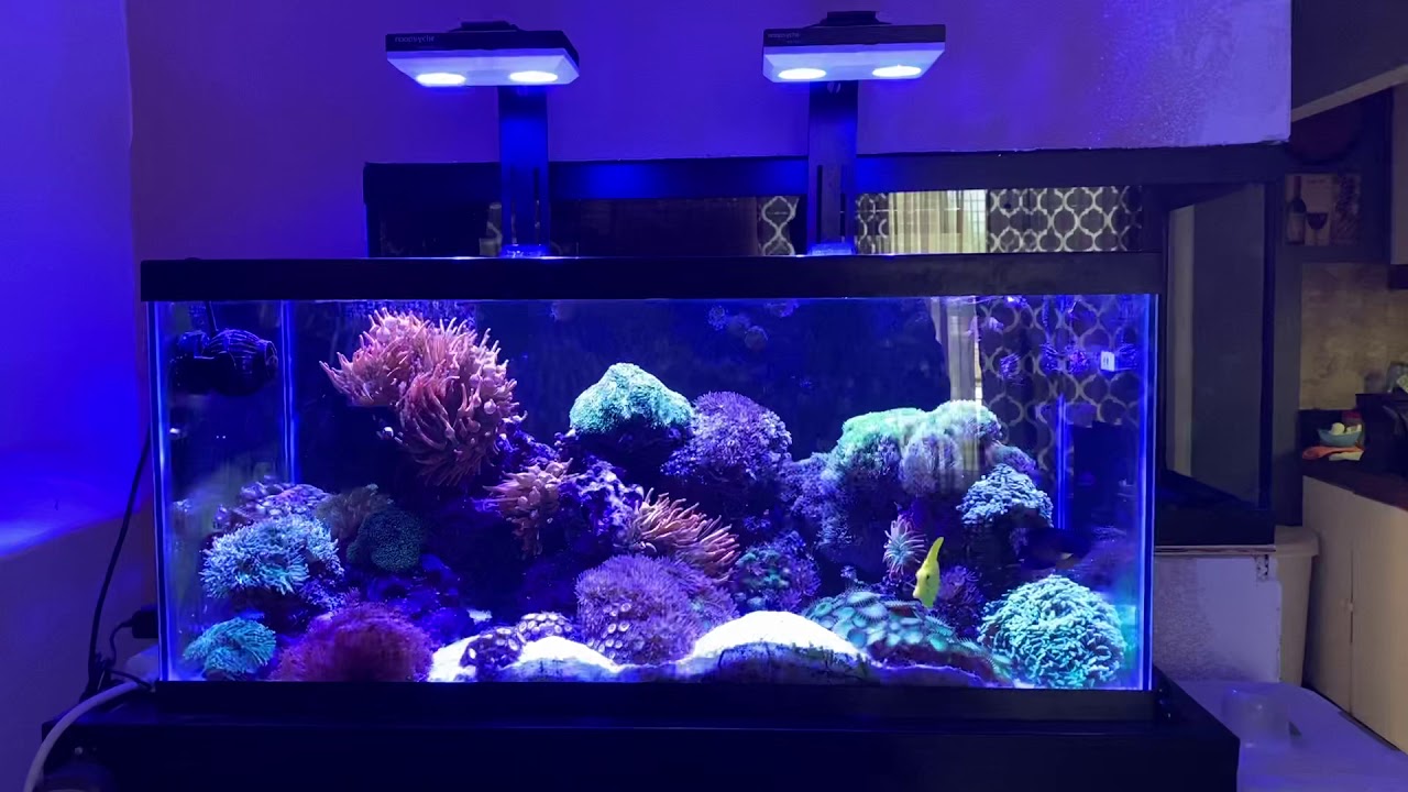Noopsyche K7 Pro LED light at 1pm - YouTube