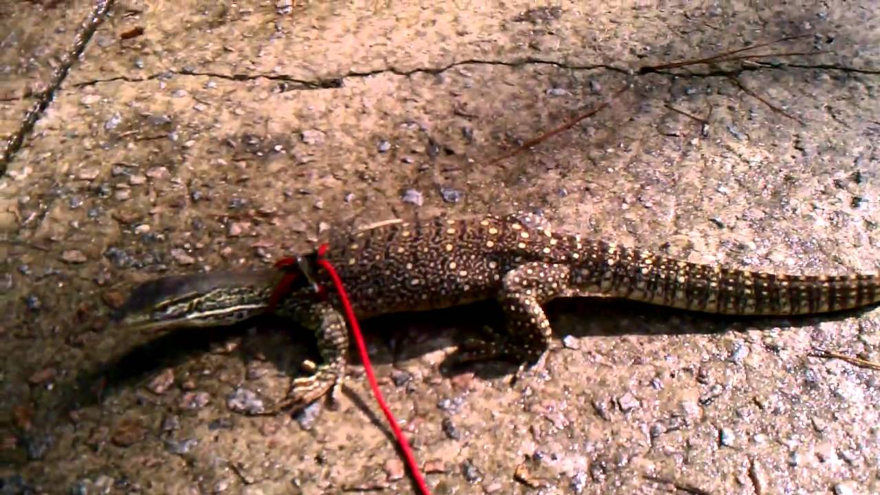 Argus monitor - YouTube