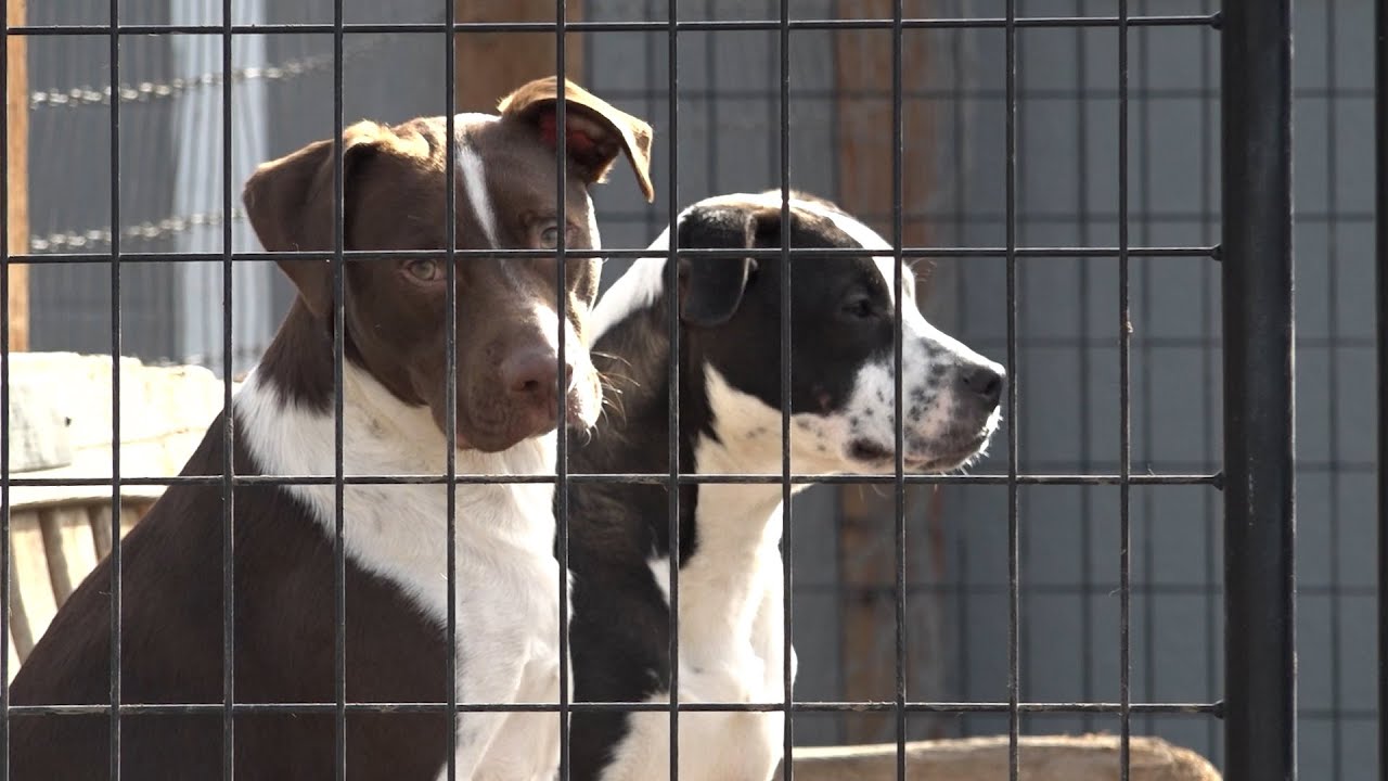 Madras animal shelter fights for contract extension - YouTube
