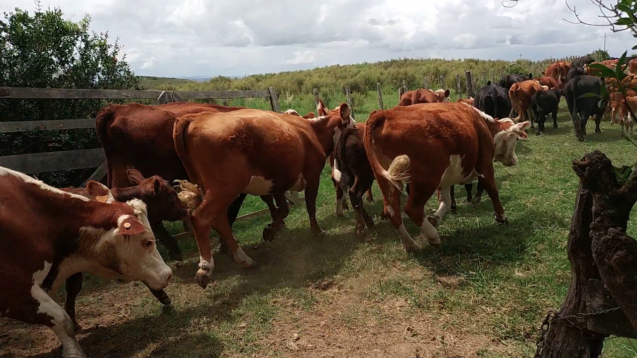 En Venta : Vaquillonas, Vacas Preñadas y Piezas de Cría. - YouTube