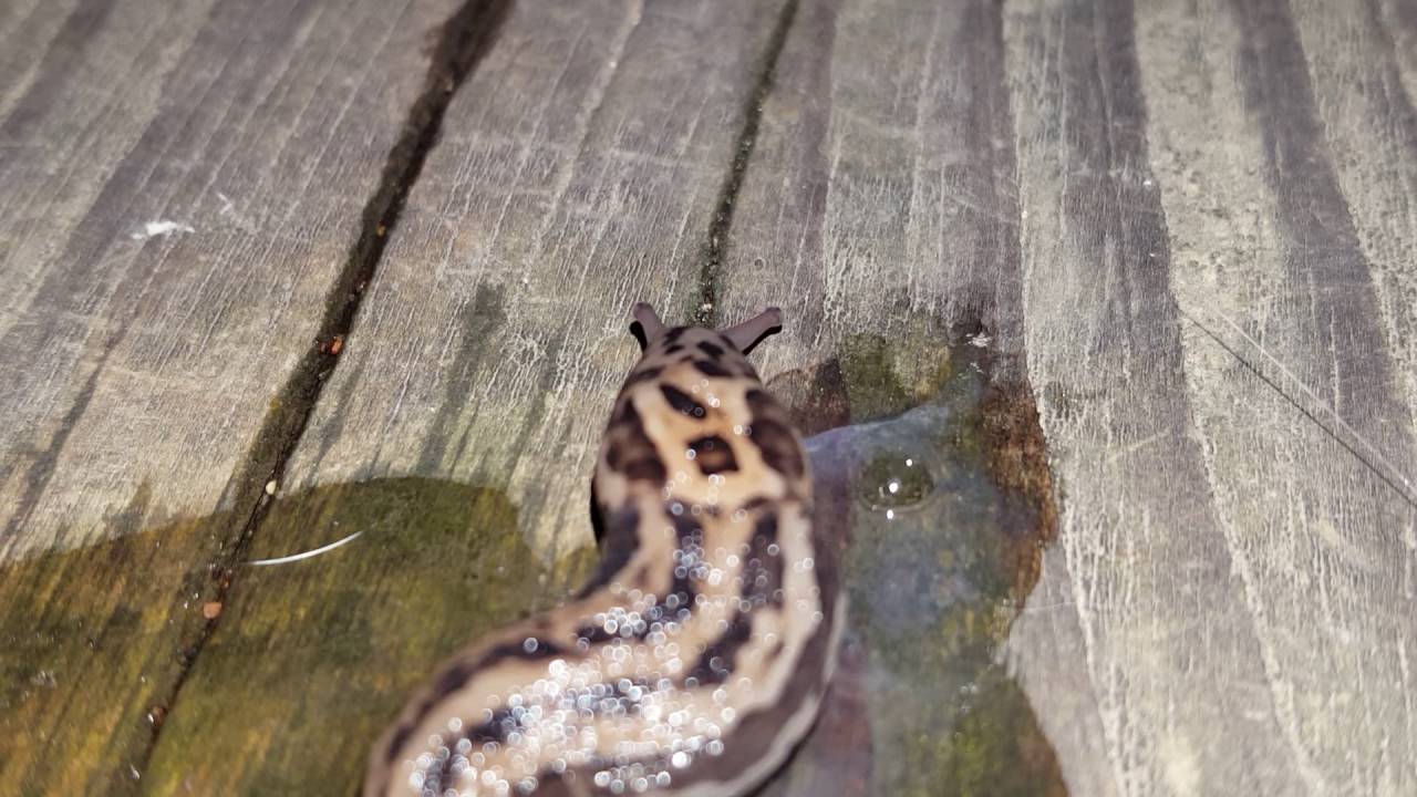 Cute Cheetah Slug Leopard - YouTube