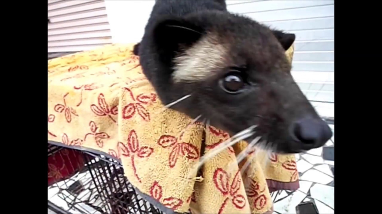 Musang Bulan Black Super - Sumatran Masked Palm Civet (PAGUMA LARVATA ...