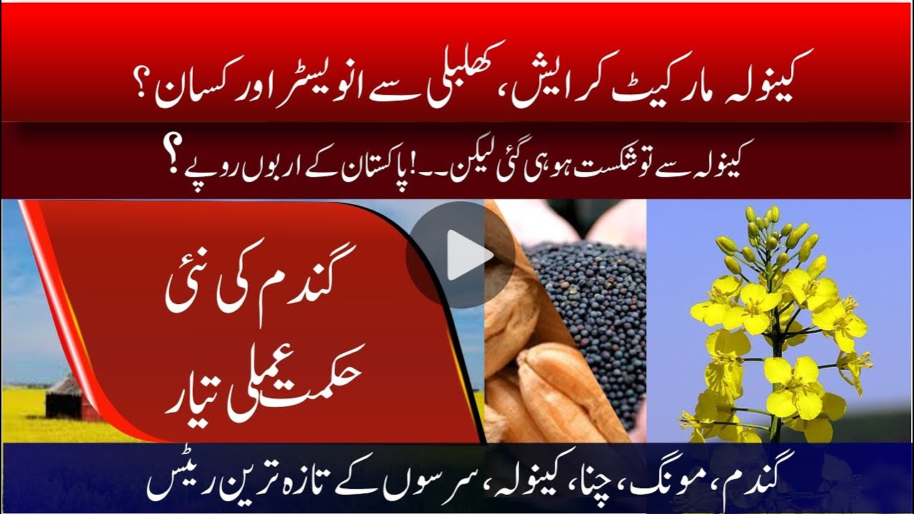 Wheat today | market crash | Mustard and Canola Flakes today market ...