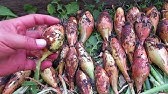 Лук шалот (семейный) и лук старорусский. Описание и опыт выращивания ...