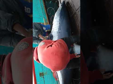 Pt jaya kota Moh.aldy ambon priok(3)