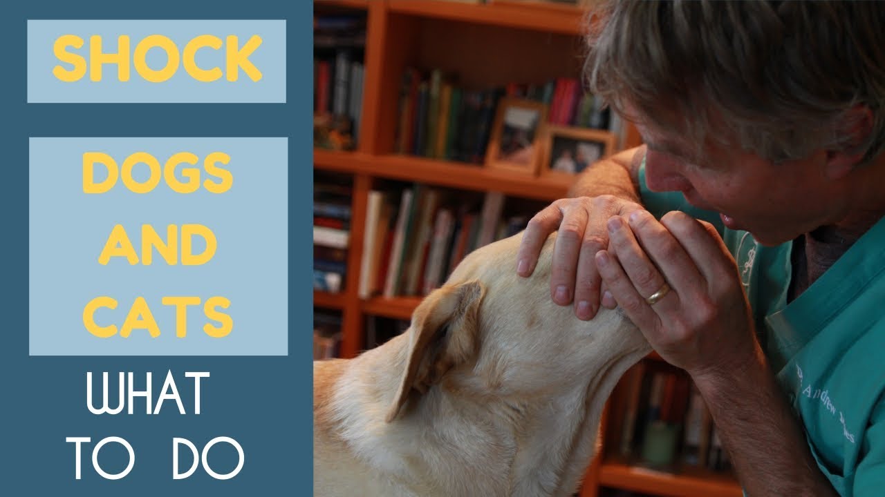 What Happens When A Dog Goes In Shock