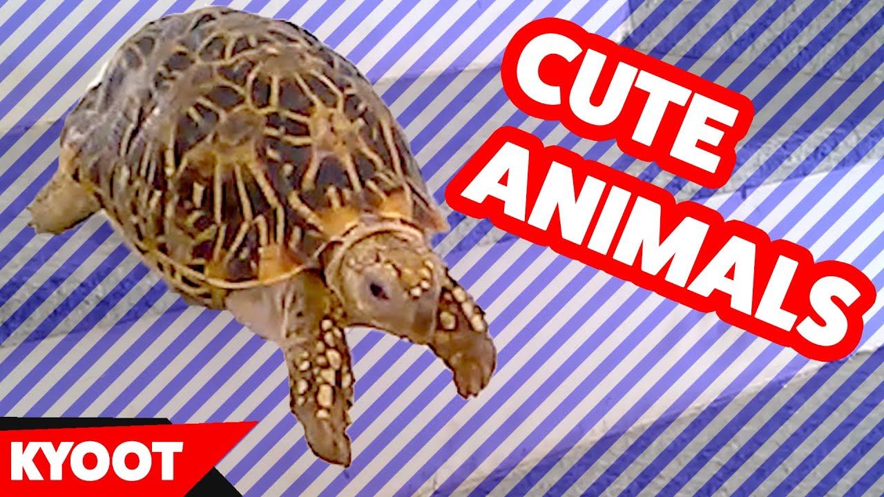 Funniest Cute Animals & Pets Home Videos of 2016 Weekly Compilation ...