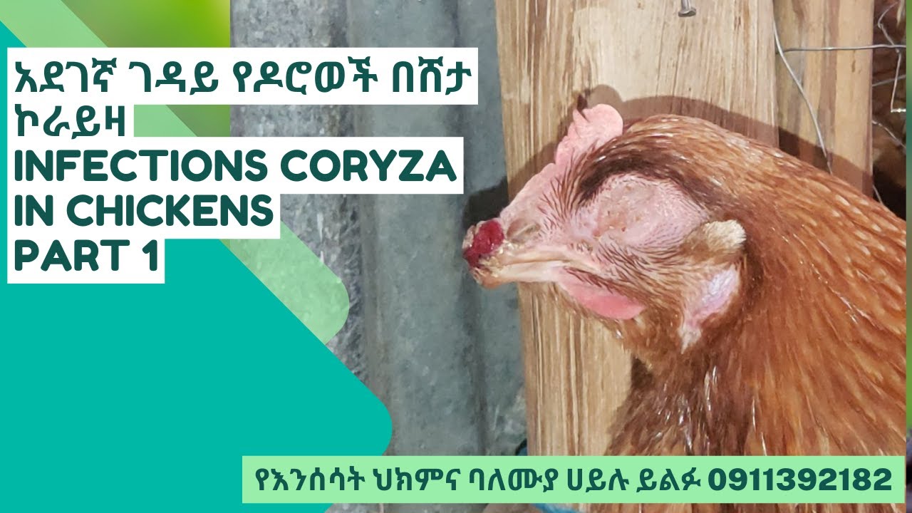 አደገኛ ገዳይ የዶሮወች በሸታ ኮራይዛ INFECTIONS CORYZA IN Chickens Part 1 - YouTube