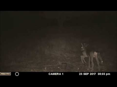 Deer mating dance?
