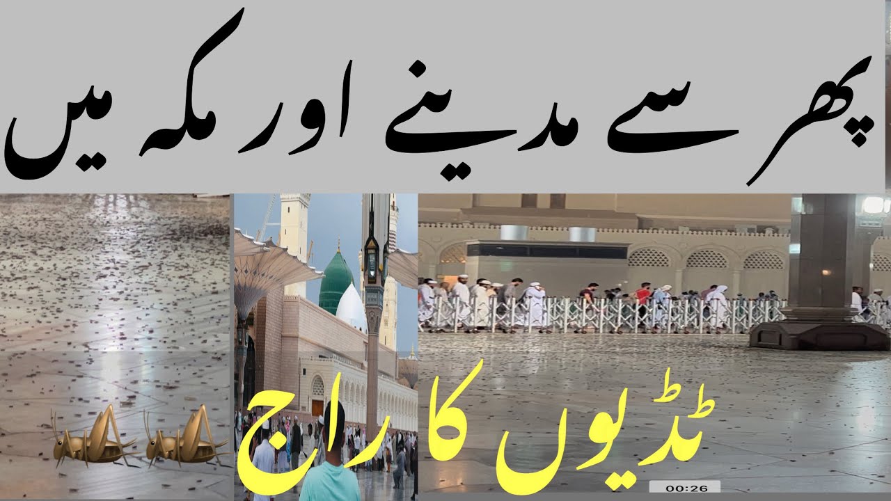 Madina|Grasshopper in madina|hajj2023| locust in makkah madina ...