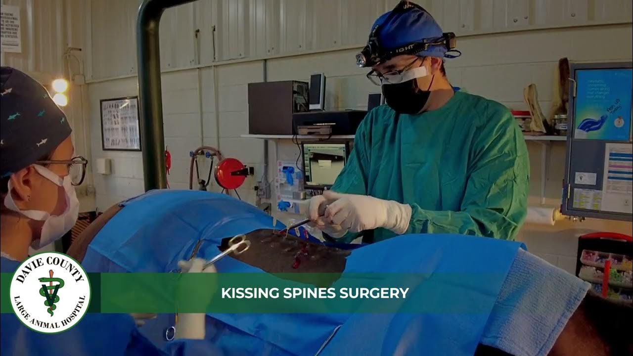 DCLAH Services - Kissing Spines Surgery - YouTube