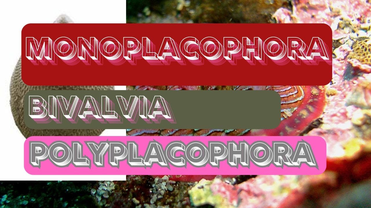 Mollusca- Monoplacophora | Bivalvia | Polyplacophora | FYUGP | SEM 2 ...