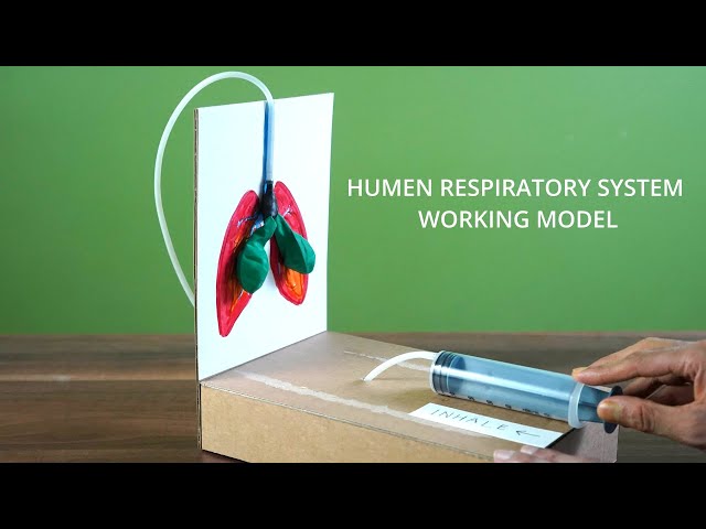 Respiratory System Model Ideas