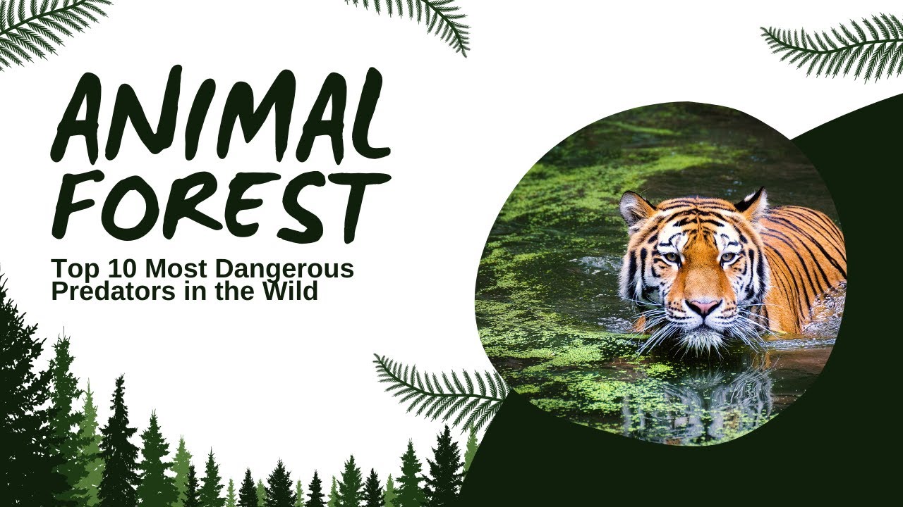 Top 10 Most Dangerous Predators in the Wild: Nature's Deadliest Hunters ...