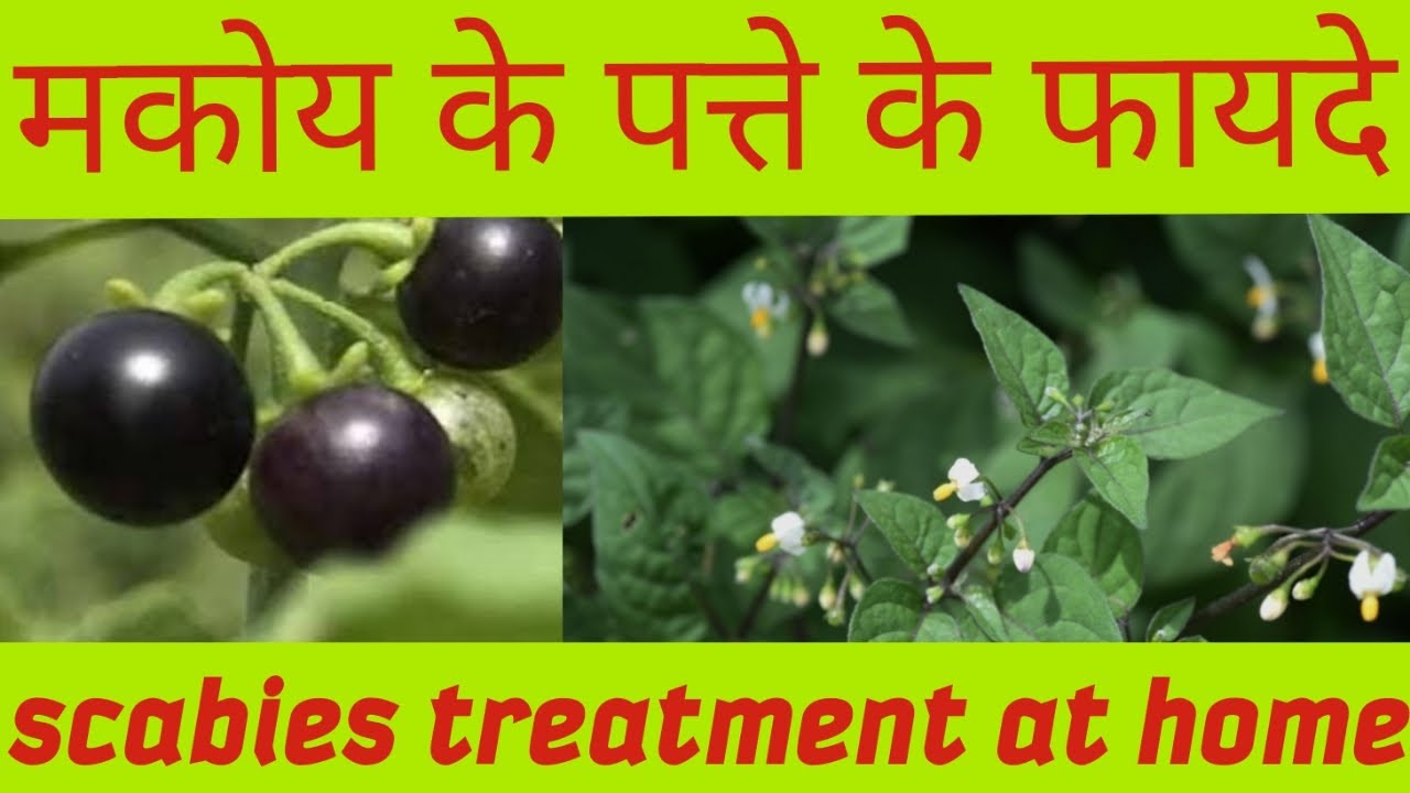 मकोय के पत्ते के रस के फायदे|health tips|makoy ke fayde - YouTube