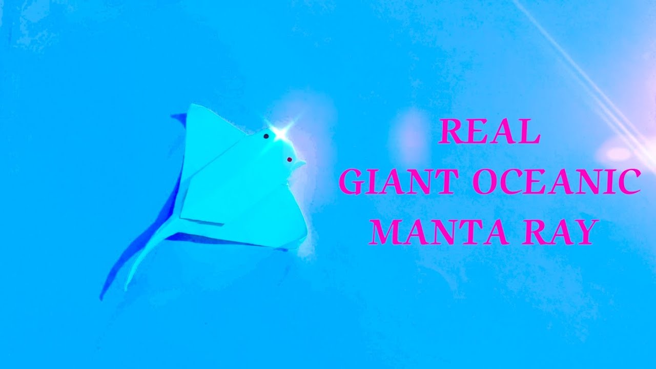 @craftartist1508 #how to make a easy origami Real Glant Oceanic Manta ...