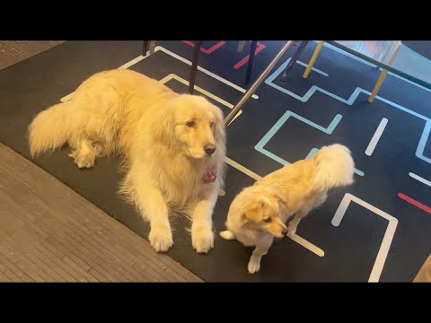 Malish has all the patience to his sister #dog #goldenretriever - YouTube