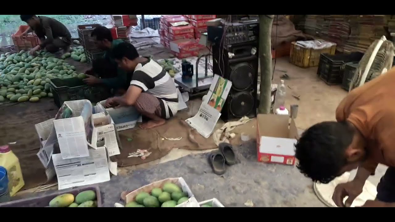 Deshari mango harvesting at KA-FARMS/ deshari Aam - YouTube