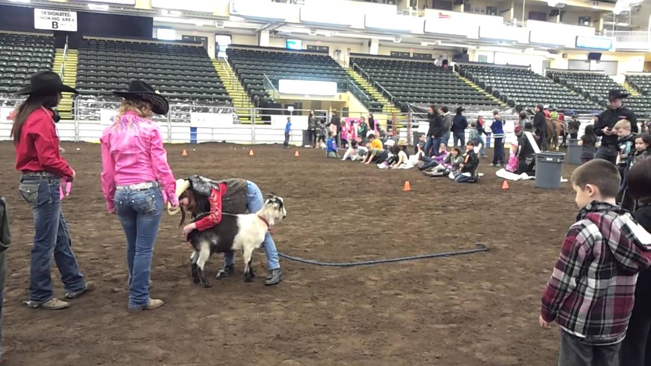 Goat wrangling - YouTube