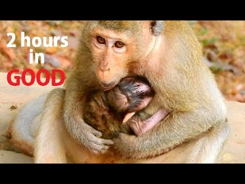 VERY EXCITED !! Look Duches health better feed new baby| Duches hard ...