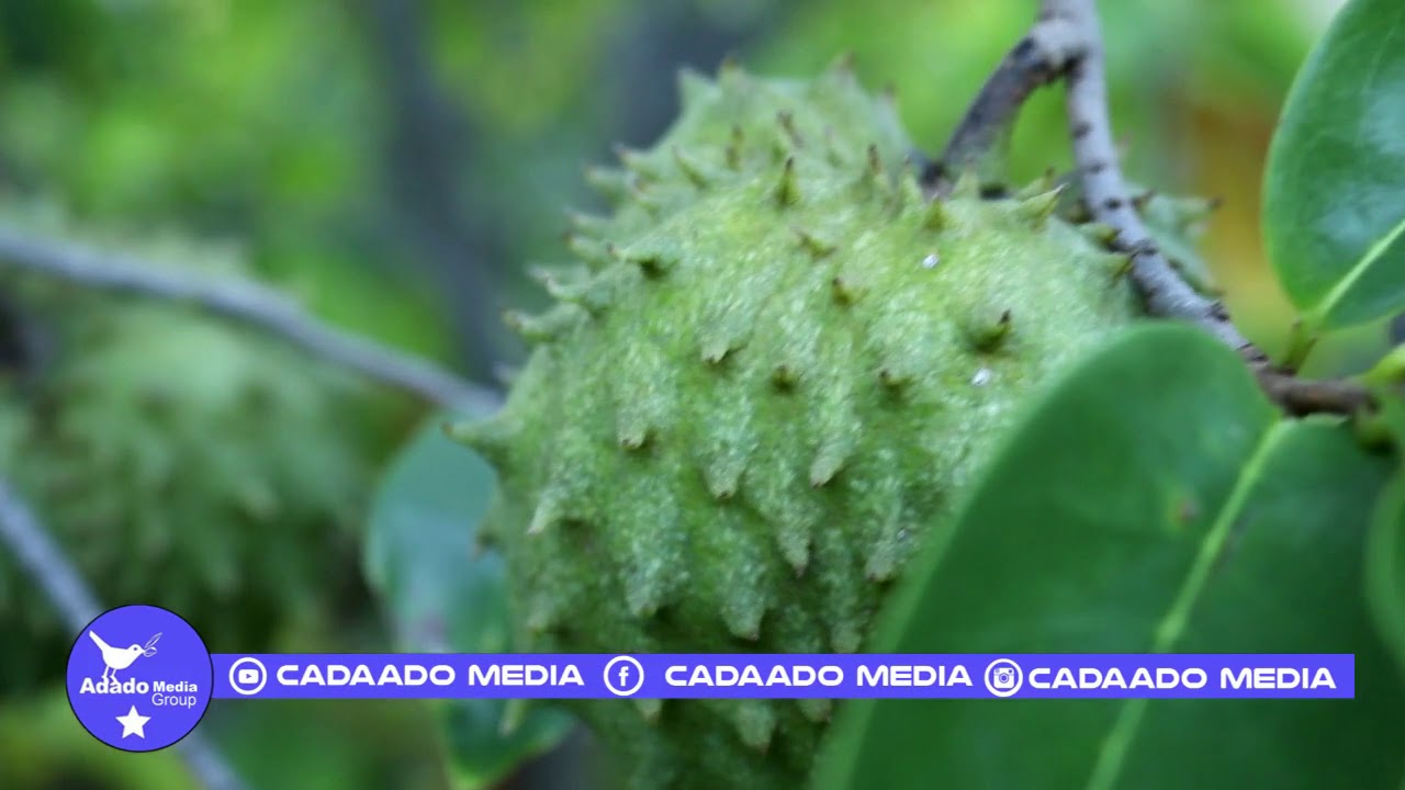 Tacbashada Beeraha Cadaado Iyo Sida Looga Faa,iideestay - YouTube