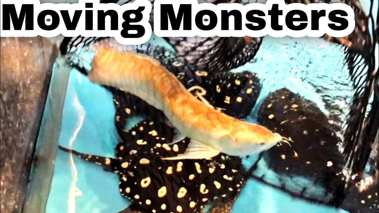 Moving new Fish into the predator pool pond - ohio fish rescue - YouTube