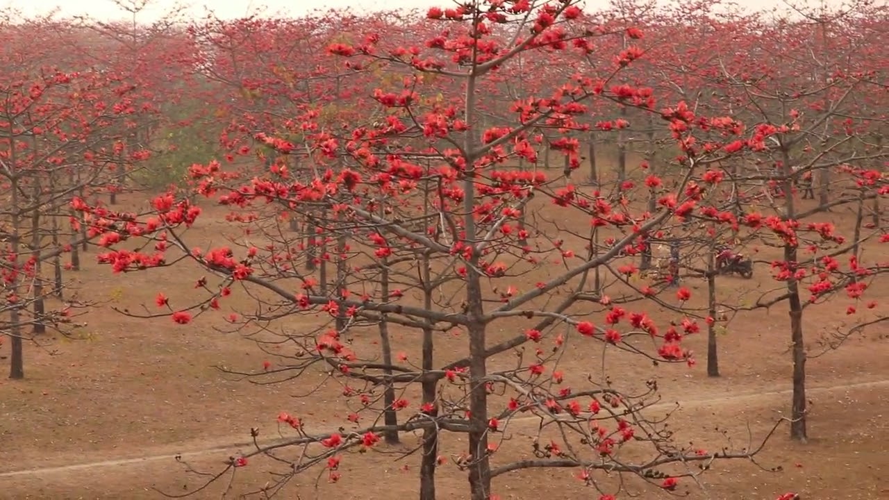 Visit Valentine's Day 2019 at Shimul Bagan in SUNAMGANJ অপরুপ সৌন্দর্য ...
