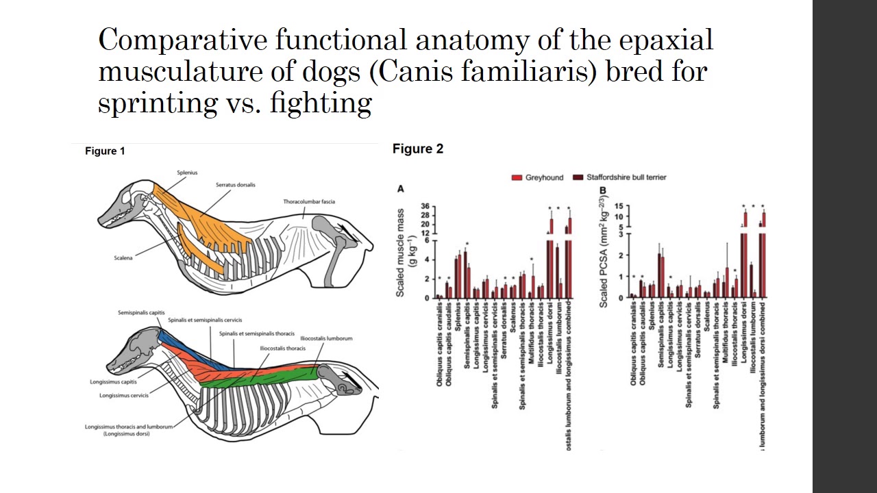 Musculature of the Greyhound - YouTube