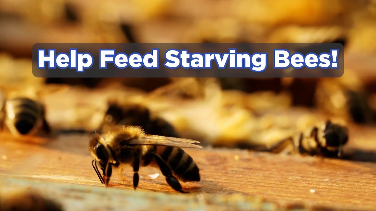 Hive Drive: Help Us Save 35 Million Bees! - YouTube