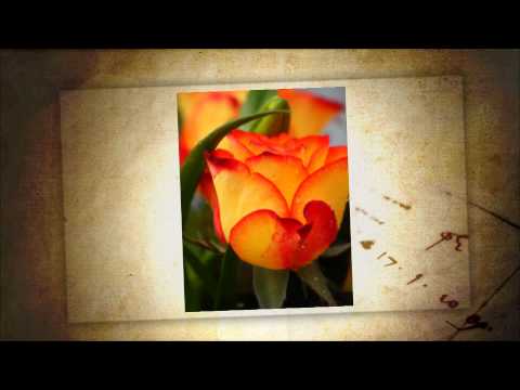 Pictures of the nature. Music Azeri Alihan Samedov Lay-Lay. ( Design by Irada )