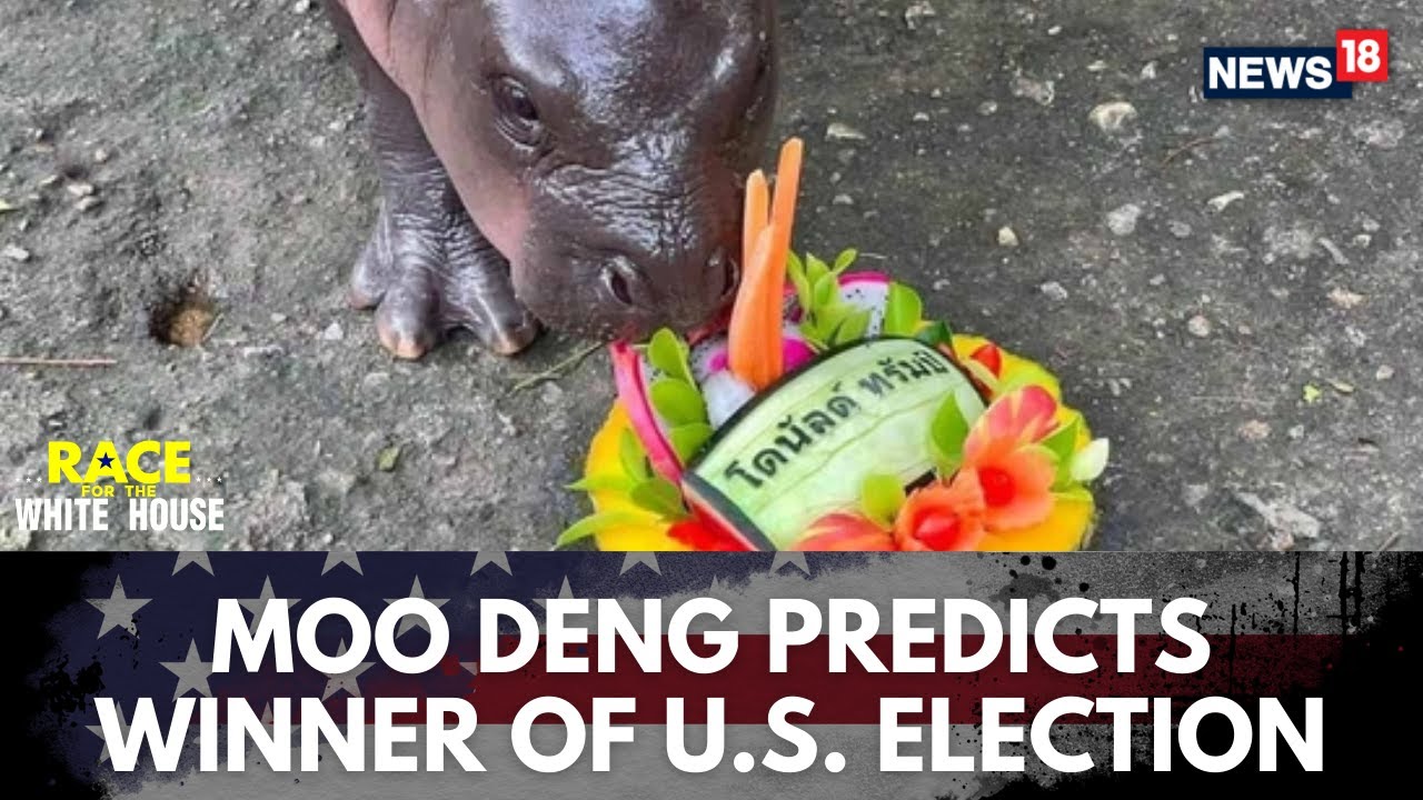 Kamala Vs Trump | Moo Deng, The Viral Hippo From Thailand, 'Predicts ...