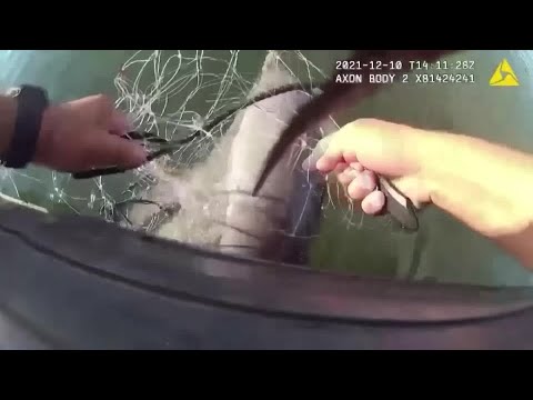Police officer rescues dolphin from fishing net