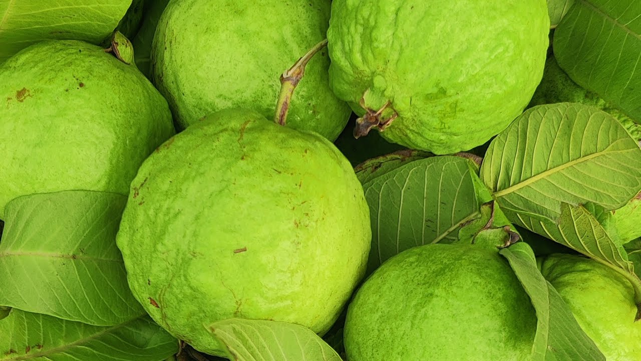 Which is a Allahabad safeda is one of the best Guava variety cultivated ...
