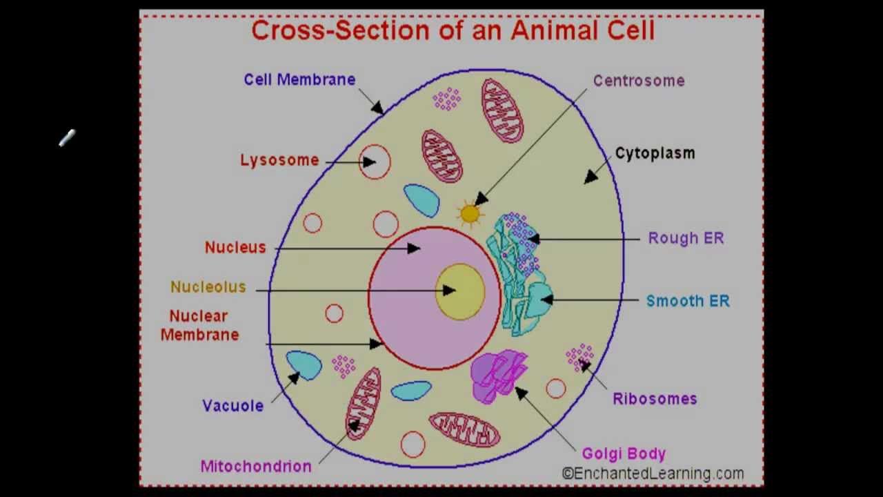 Plant vs Animal Cells - Differences in Organelles - YouTube