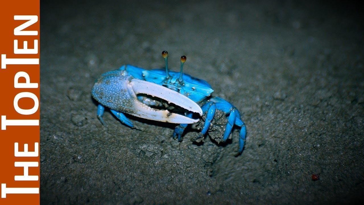 The Top Ten Beautiful Blue Colored Animals - YouTube