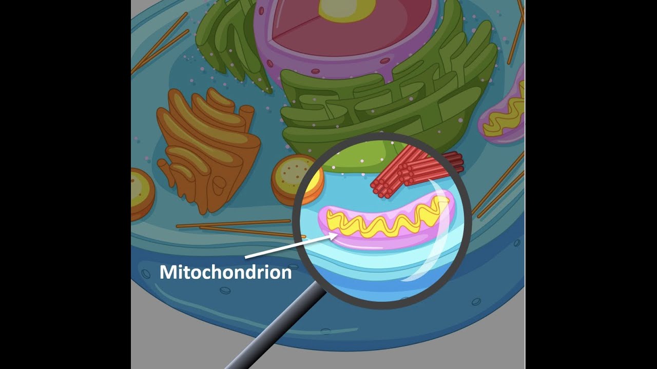 Cell Organelles; Mitochondria. For Edexcel/AQA/OCR/Educas A Level ...