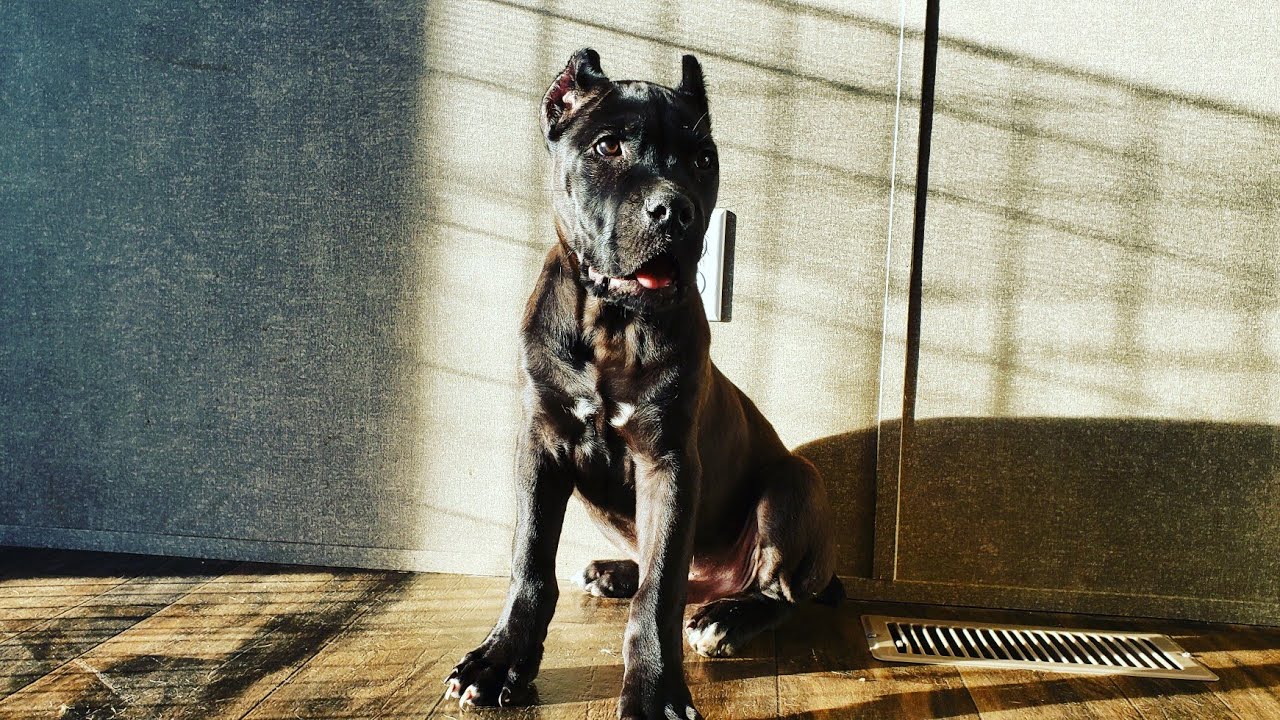 Update on Oso! - YouTube