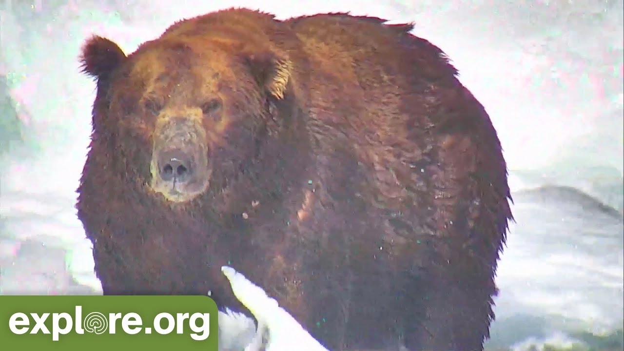 Katmai Bear Cam Live Chats | 2021 Highlights - YouTube