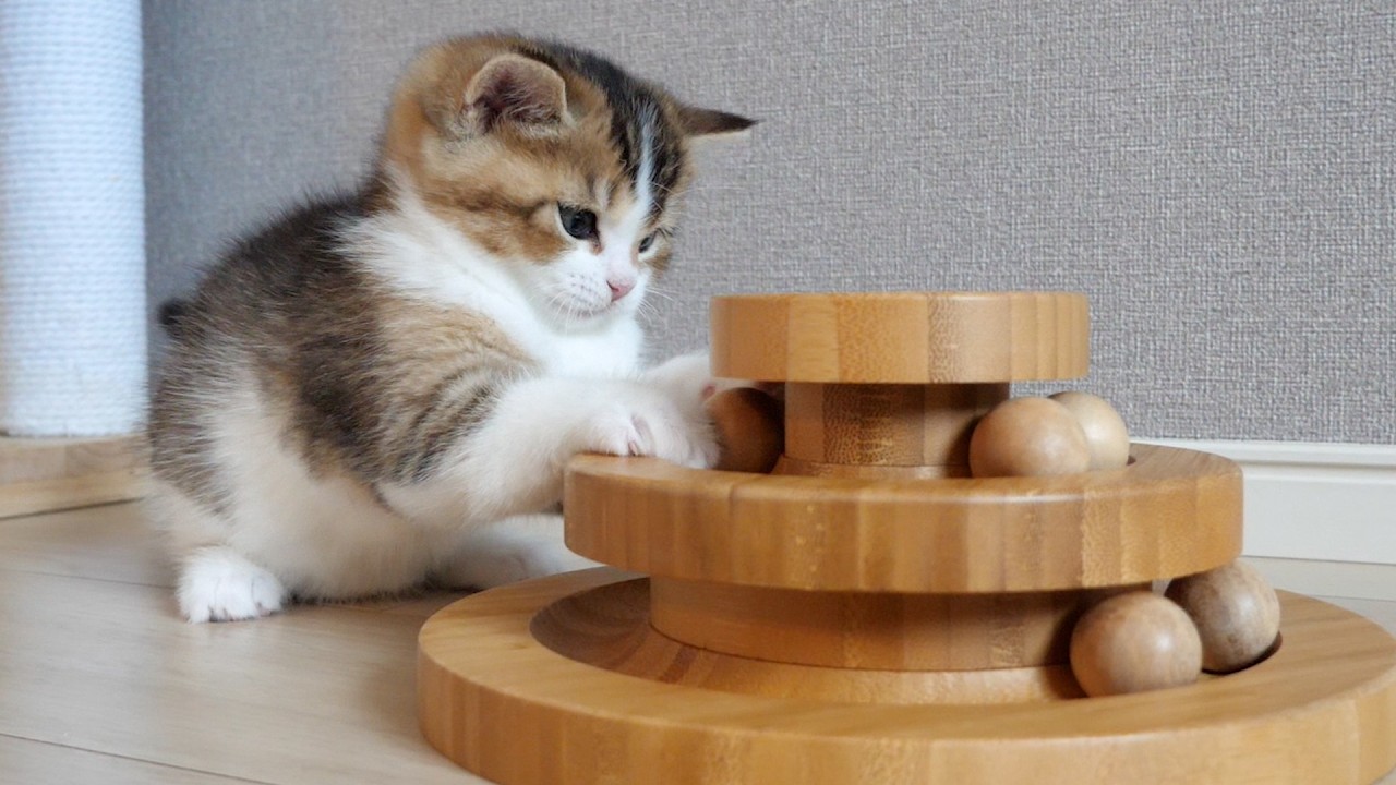 Kitten Nico is somewhat nervous when his sister cat Charo sees him ...