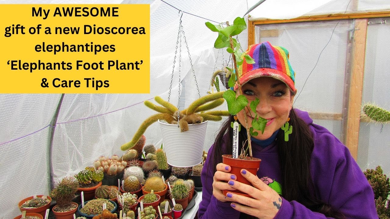 My AWESOME gift of a new Dioscorea elephantipes 'Elephants Foot Plant ...