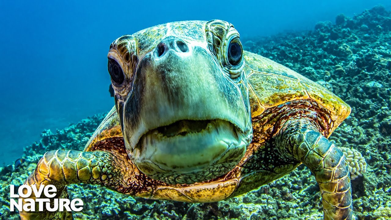 A Very Lost Sea Turtle's Journey Home | Wild Pacific Rescue 103 - YouTube