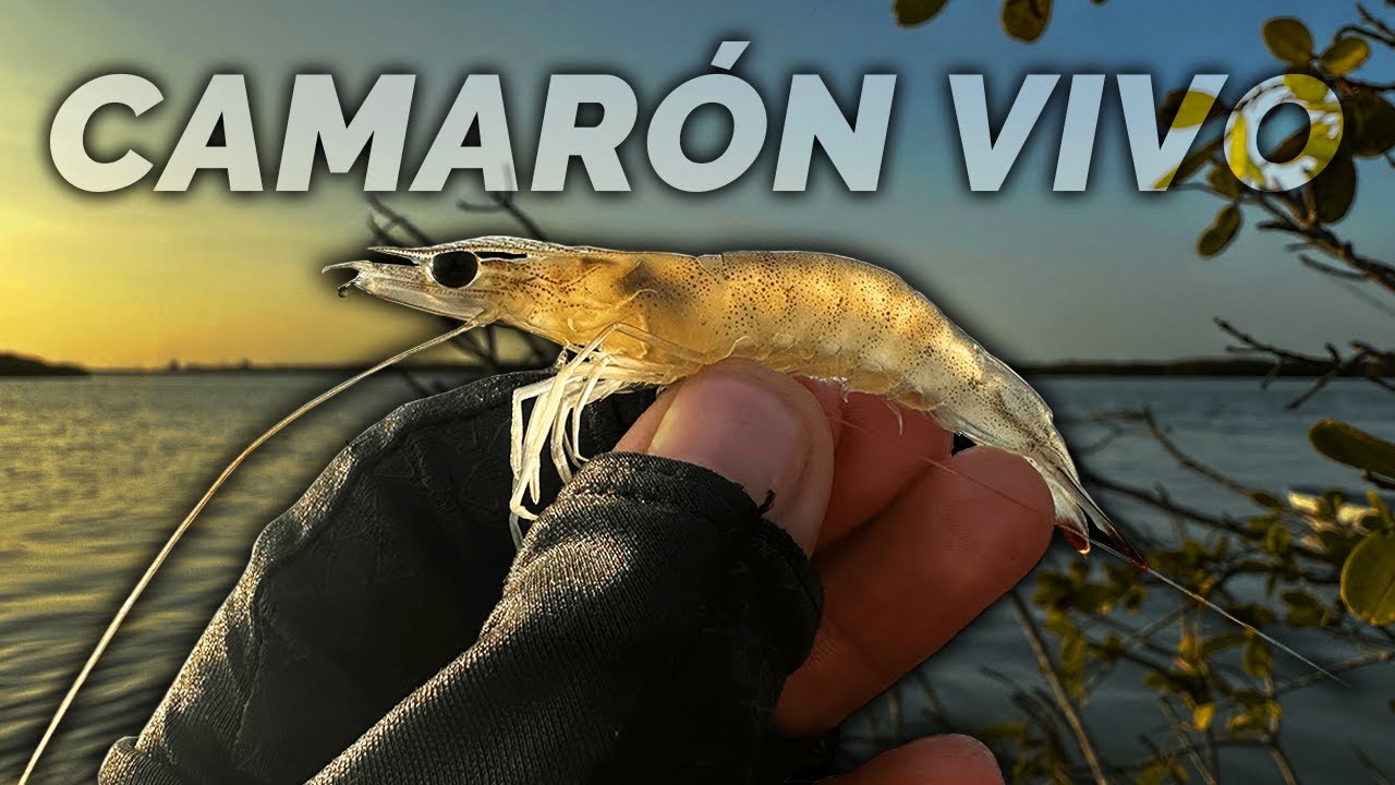 Capturas SORPRESA Pescando con Camarón Vivo - YouTube