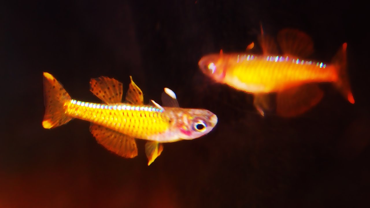 Pseudomugil Paskai ARRIVED 8 MAY 2025] Pseudomugil Luminatus Red Neon