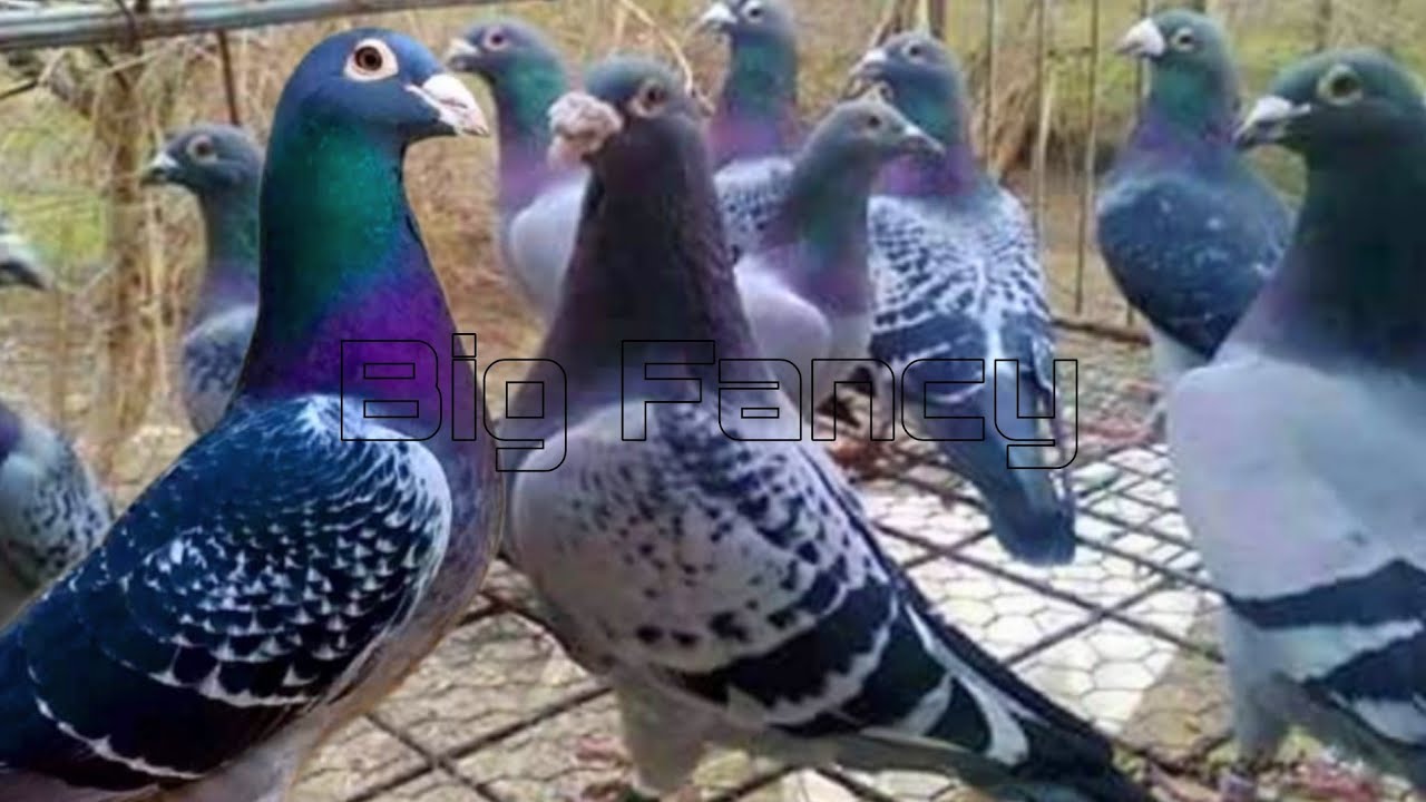 BEST Racing homer pigeon Breeding cages & pigeon loft design - homing ...