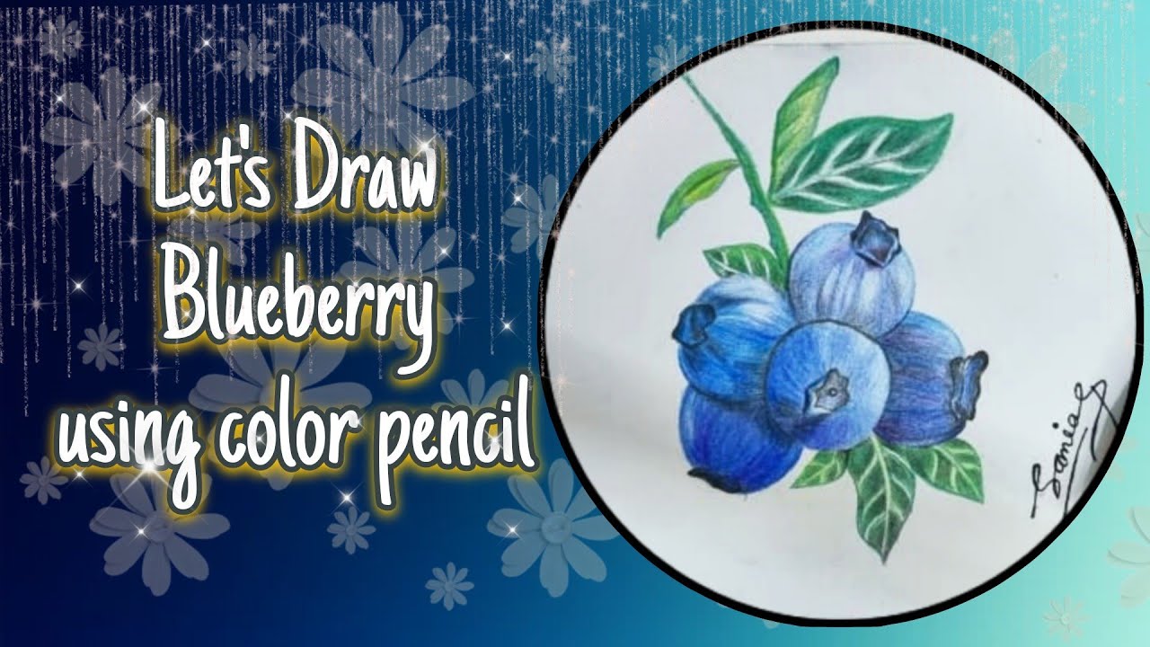 Blueberry Drawing using pencil colour || Fruits drawing|| How to draw ...
