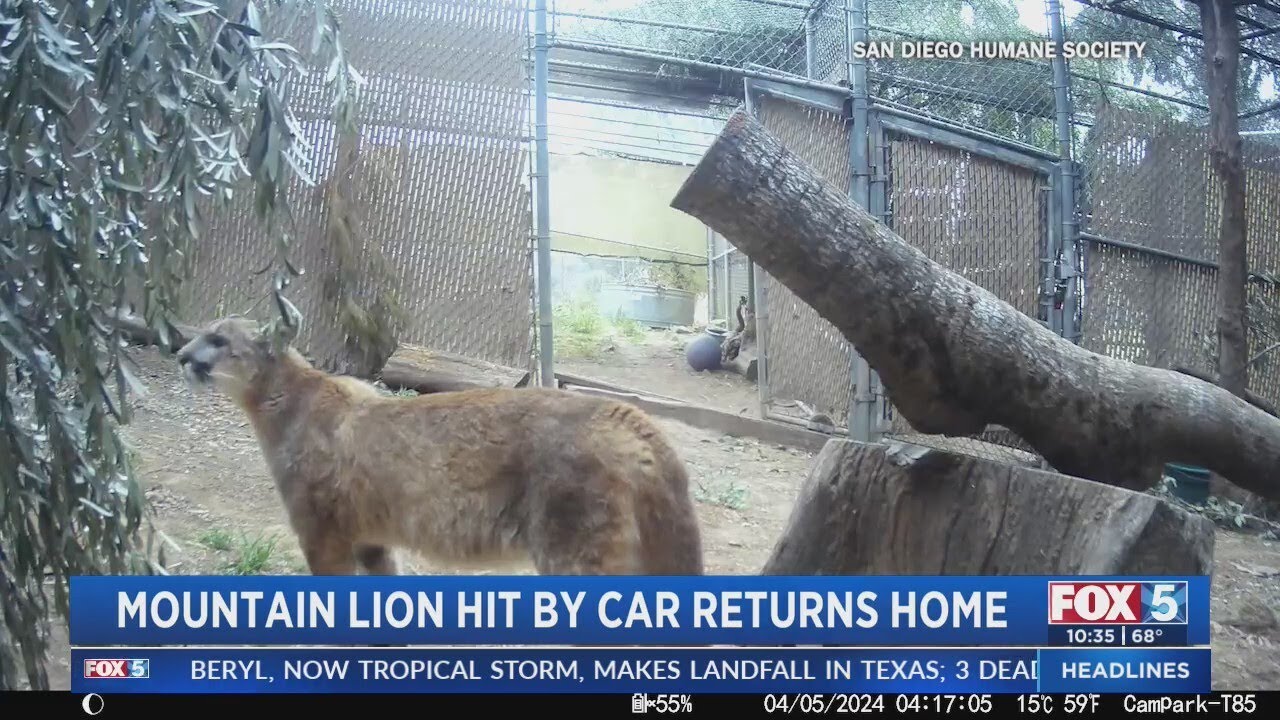Mountain lion hit by car returns to wild - YouTube
